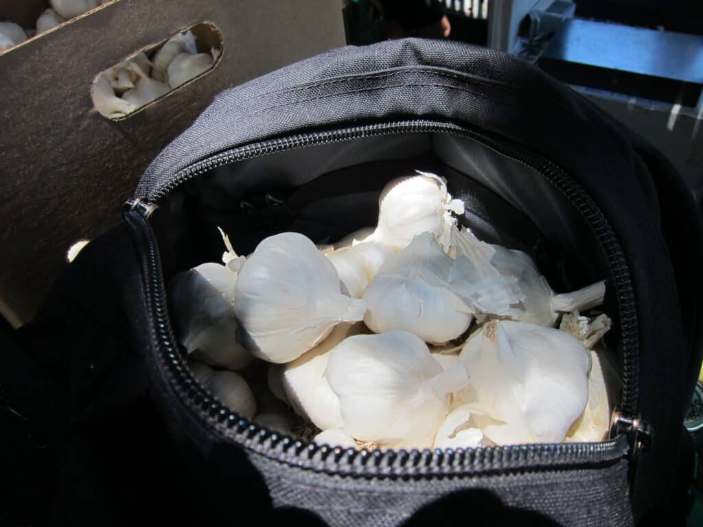 My Garlic Girl Summer - The Commentator